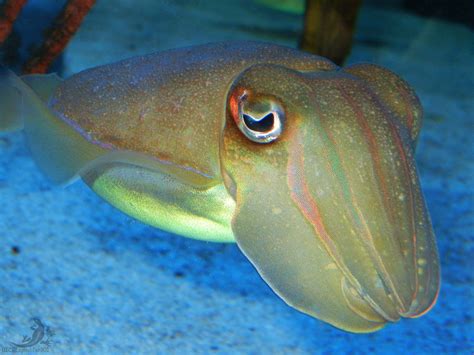 Cute Cuttlefish By Oecdlapushfan101 On Deviantart