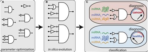 Synthetic Gene Circuits Learn To Classify Cell Systems