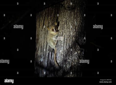 Gray Mouse Lemur During The Night Walk On Madagascar Lesser Mouse