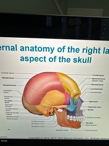 Lab Practical Flashcards Quizlet