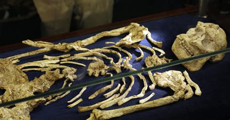 Australopithecus Skeleton