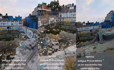 Tepito Qué Hay Detrás De Los Reportes Sobre Presencia De Cocodrilos En El Barrio Bravo Infobae