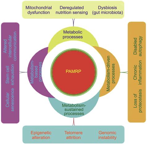 促衰老代谢重编程——衰老机制的统一学说