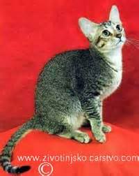 Domestic Cat Breeds Michael Broad