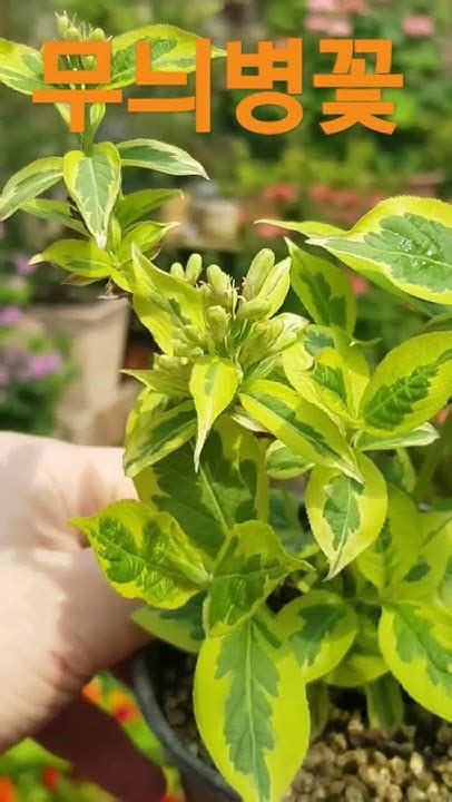 더그린가든센터 무늬병꽃 Youtube