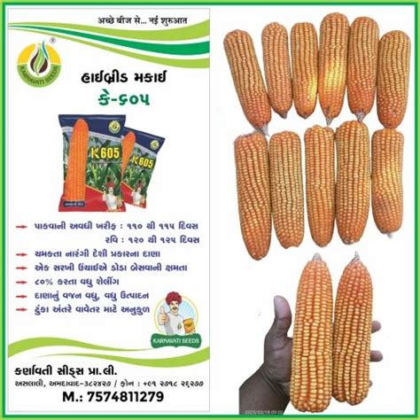 Single Cross Hybrid Maize K 605 Packaging Size 4 Kg At ₹ 350kg In Vadodara