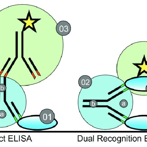 Schematic Comparison Between Indirect Elisa Left And Dual Recognition Download Scientific