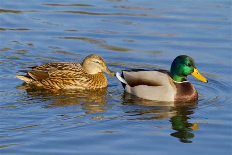 Duck Colors Male And Female