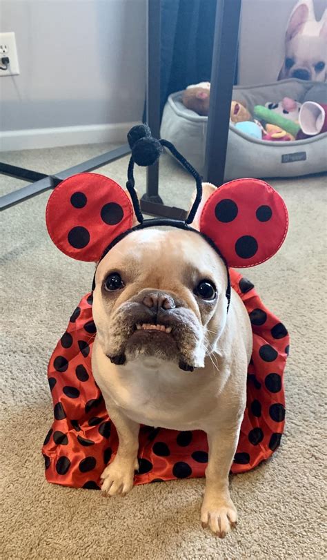 Halloweenie With A Side Of Teefs 🐞🎃🧡👻 R Toofers