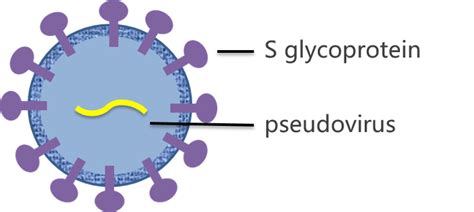 Pseudovirus Neutralization Assay Services For Sars Cov 2 Virus