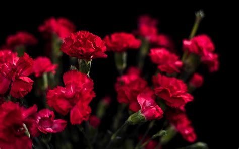 Red Carnations Flowers Mac Wallpaper Download Allmacwallpaper