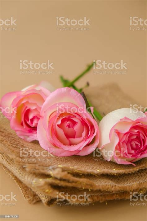 베이지 색 배경에 섬세한 핑크 장미 최소한의 트렌디 한 구성 추상미술 아이디어 로맨틱 한 파스텔 핑크 장미 꽃 현대미학 중립 접지 톤 수직 0명에 대한 스톡 사진 및 기타