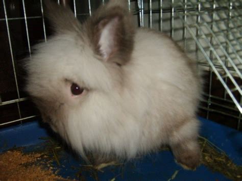 Jersey Wooly Rabbits Rabbits For Sale Rabbit Rabbit Breeds