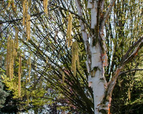 Betula Albosinensis ‘fascination Fascination Red Birch