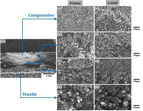 Sem Micrographs Of Cross Sectional Fracture Surfaces Of Speciemens