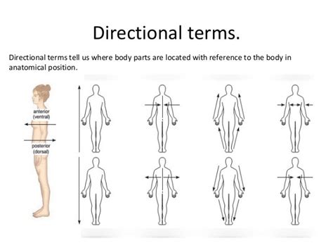 Anatomical Directional Terms Diagram Quizlet