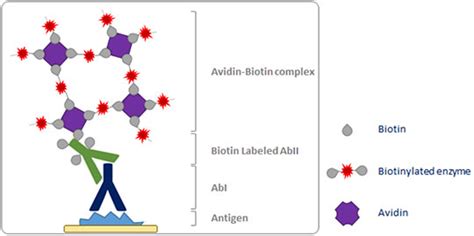 What Are The Different Detection Methods For Ihc Enzo