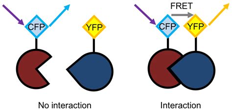 Fluorescence Resonance Energy Transfer Fret Assay For Coronavirus