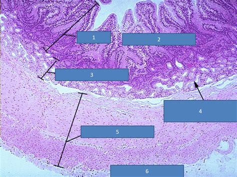 Biol 206l Duodenum Microscope Slide 1 Diagram Quizlet