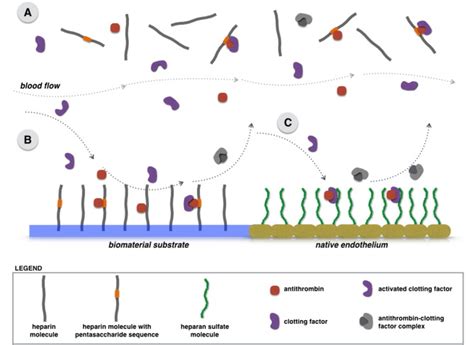 World Congress On Advanced Biomaterials And Tissue Engineering