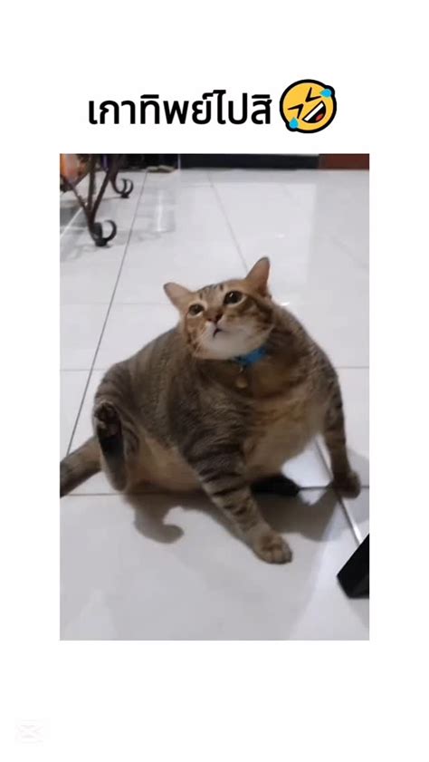 เลี้ยงแบบบุฟเฟ่ต์ 🤭 เด็กน่ารัก ทาสแมว มีมตลก น่ารัก เด็ก ขำๆ แมวอ้วน Cat แท็กเพื่อนมาดู