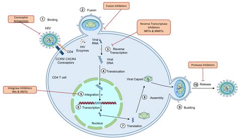 The Impact Of Hiv And Art Induced Mitochondrial Dysfunction In Cellular Senescence And Aging