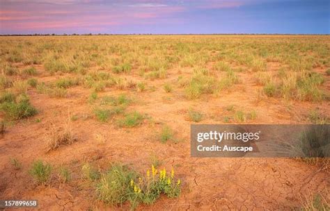 Dry Open Tussock Grassland Of The Mitchell Grass Downs Including