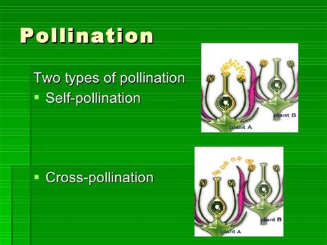 Pollination Fertilisation And Germination