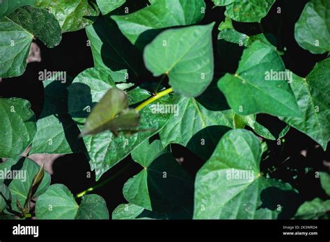 Sweet Potato Plant With Leaves Growing In Farm Field Growing Organic