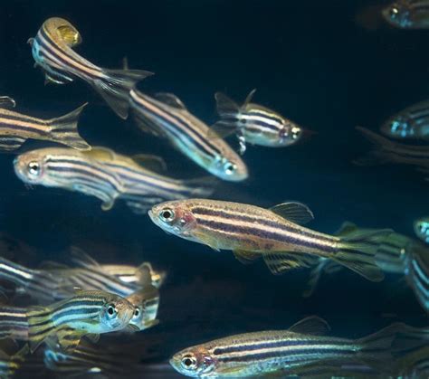 Characterize Crispr Mutants In Zebrafish Biospire