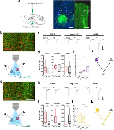 Prefrontal Somatostatin Interneurons Encode Fear Memory Biorxiv