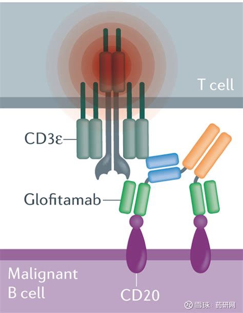 罗氏cd20xcd3双抗glofitamab最新数据出炉 5月27日，罗氏公告称，公司将在2022年asco年会上和随后的欧洲血液学协会