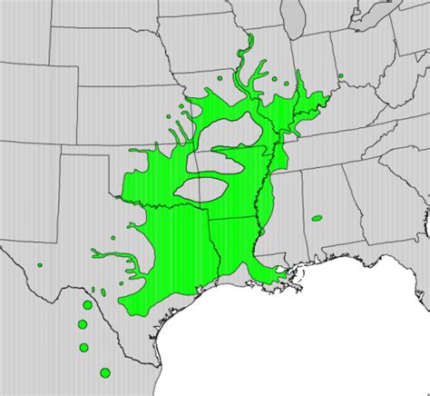 Northern Pecan Trees Rock Bridges Trees
