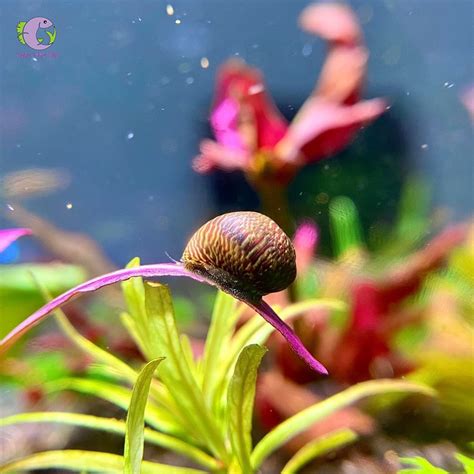 Ốc Nerita Thủy Sinh Tím