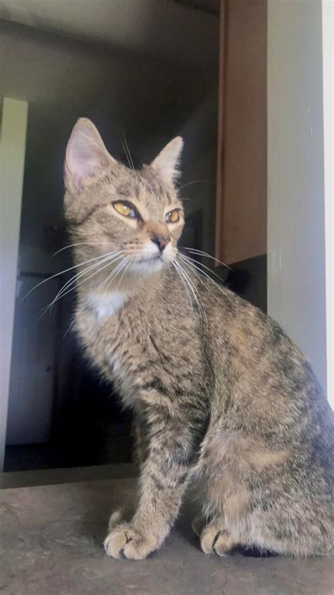 This Is Our Cat Kirby She Was A Stray Cat Until Late July And Then Immediately Became The Most