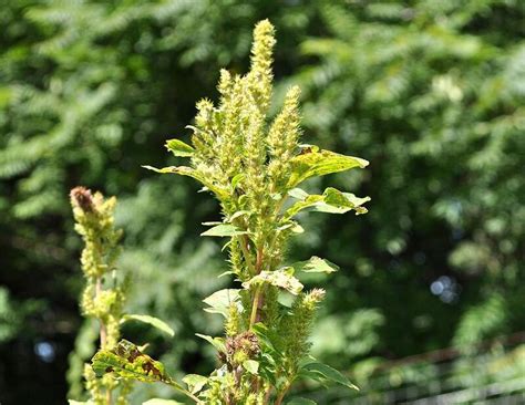 Most Common Texas Weeds