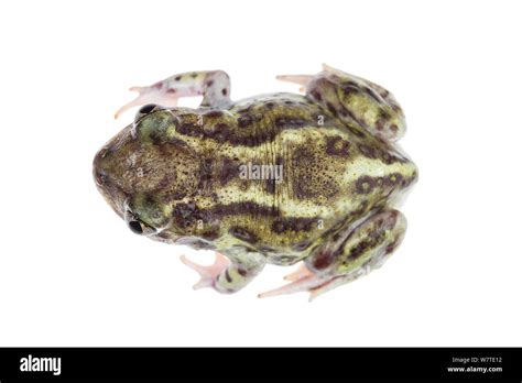 Hurters Spadefoot Toad Scaphiopus Hurteri Viewed From Above Starr