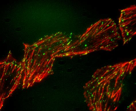 Cell Culture Cho Cells Cells Communicated