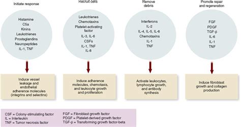 Immune System Basicmedical Key