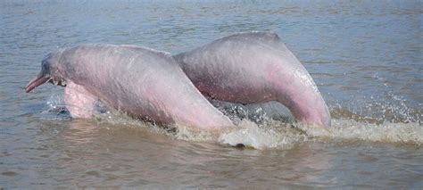 Amazon River Dolphin Facts