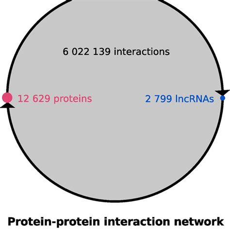 A Global Lncrna Protein Interaction Network Predicted Protein Lncrna Download Scientific