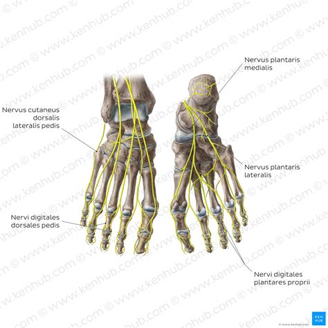 Musculi Lumbricales Pedis Anatomie Und Funktion Kenhub