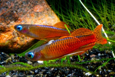 Keeping And Breeding The Red Neon Blue Eye Pseudomugil Luminatus