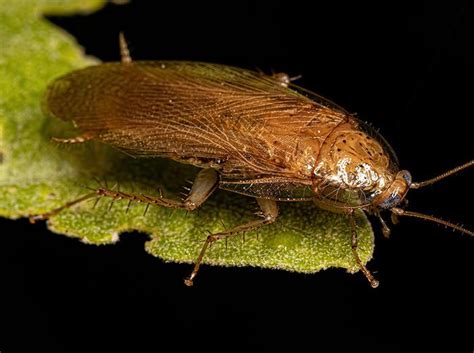 Wood Cockroach Characteristics At Imogen Parry Okeden Blog