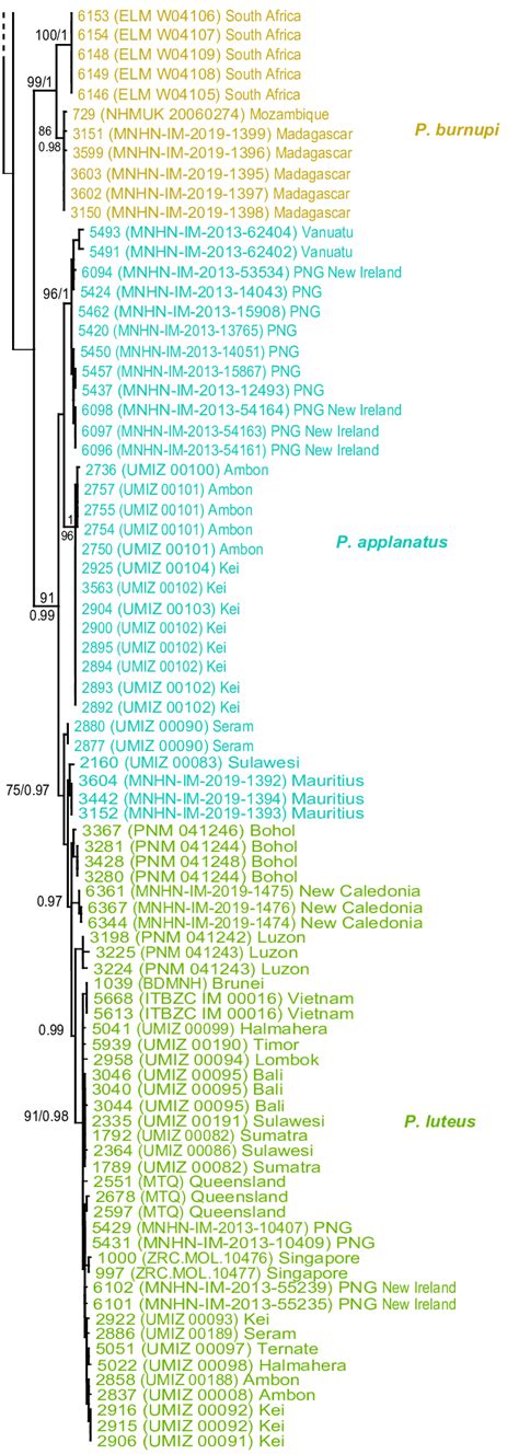 Part 3 Of 3 Phylogenetic Tree Based On Coi Sequences For 195 Download Scientific Diagram