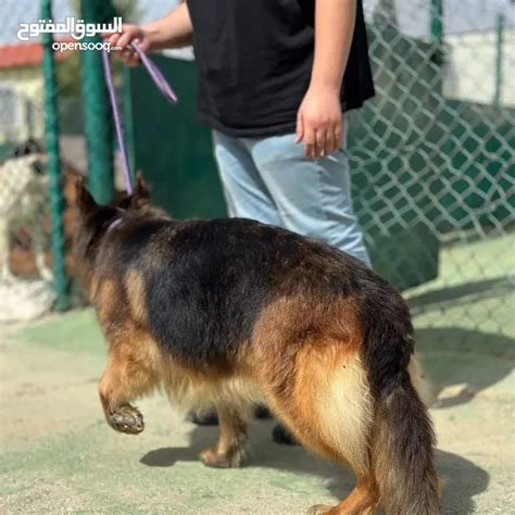 جيرمن شيبرد شولاين مدرب وغير مدرب 253608769 السوق المفتوح