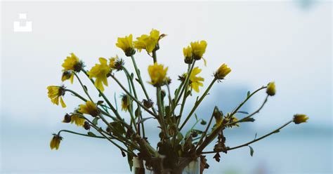 테이블 위에 놓인 노란 꽃으로 가득 찬 꽃병 사진 Unsplash의 무료 식물 이미지