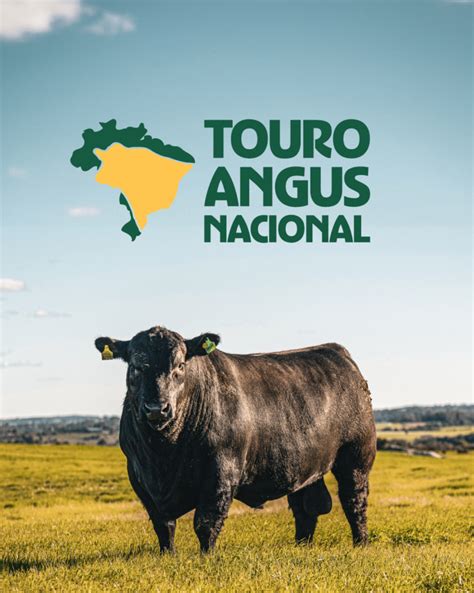 Angus Lança Programa De Valorização Da Genética Nacional Angusorg