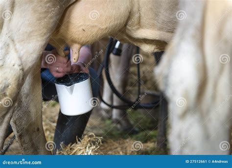 Farmer Takes Milk From Udder Of Cow Stock Image Image Of Milk Brown
