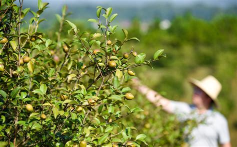 油茶籽油多少钱一斤？种植户为何多不愿种？